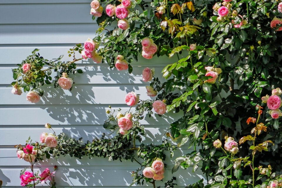 Fertilizing Roses in Spring for Stunning Blooms (& Bonus Tip for More ...