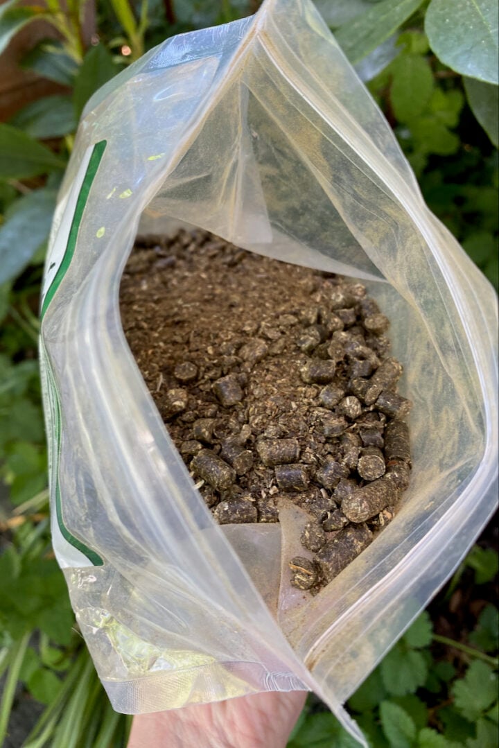 Fertilizing Roses in Spring for Stunning Blooms (& Bonus Tip for More ...