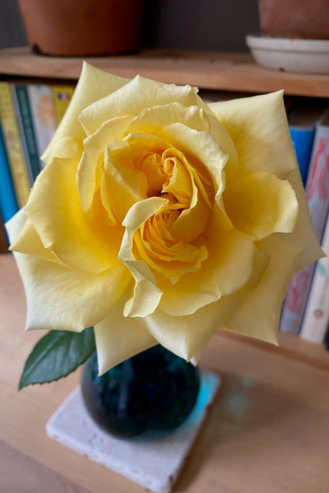Fertilizing Roses in Spring for Stunning Blooms (& Bonus Tip for More ...
