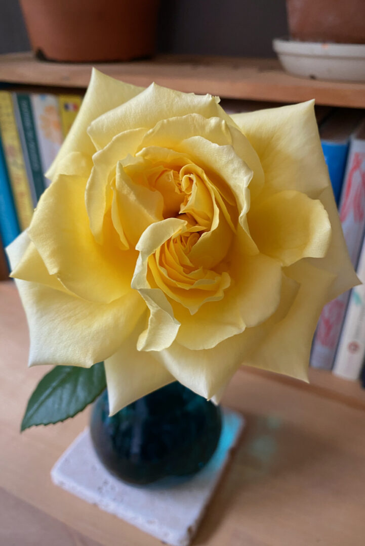 Fertilizing Roses in Spring for Stunning Blooms (& Bonus Tip for More ...