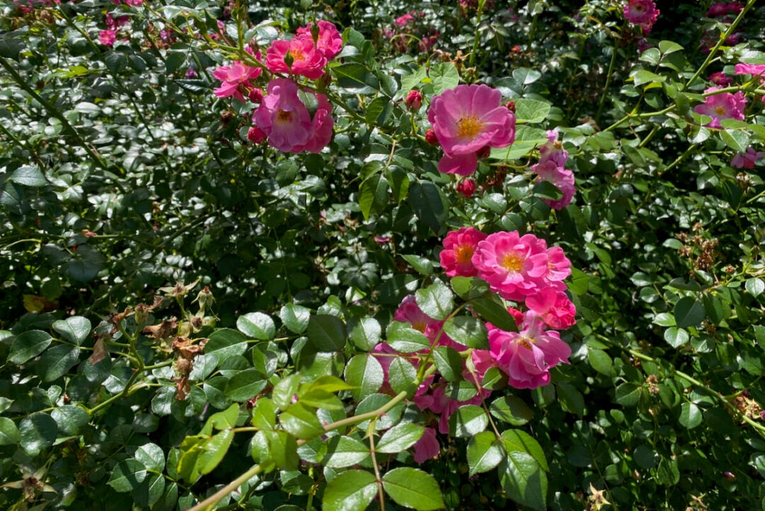 Fertilizing Roses in Spring for Stunning Blooms (& Bonus Tip for More ...