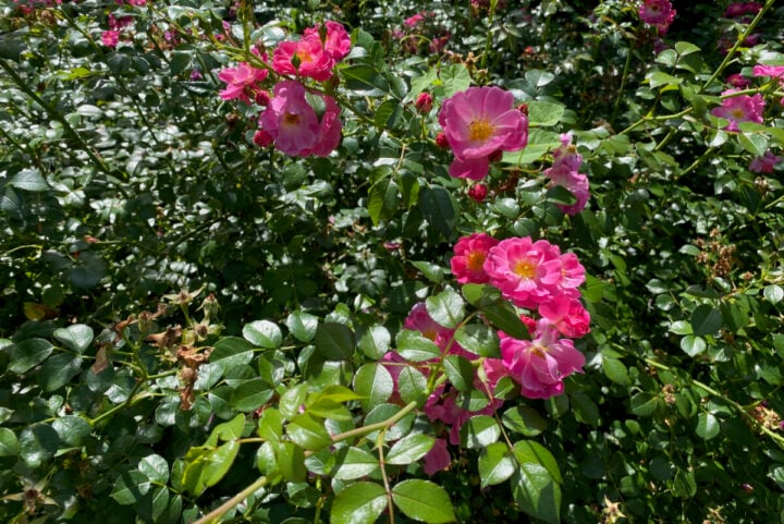 Fertilizing Roses in Spring for Stunning Blooms (& Bonus Tip for More ...