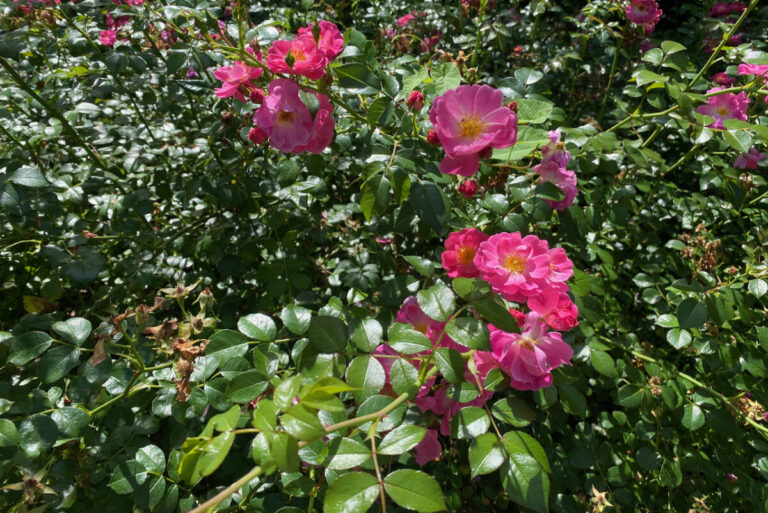 Fertilizing Roses in Spring for Stunning Blooms (& Bonus Tip for More ...