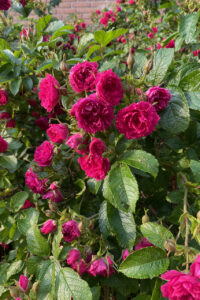 Fertilizing Roses in Spring for Stunning Blooms (& Bonus Tip for More ...