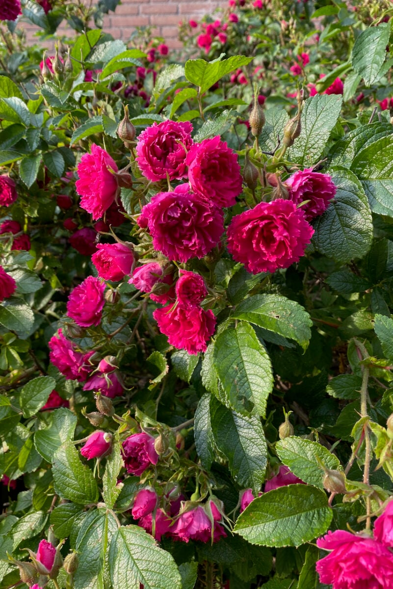 Fertilizing Roses in Spring for Stunning Blooms (& Bonus Tip for More ...