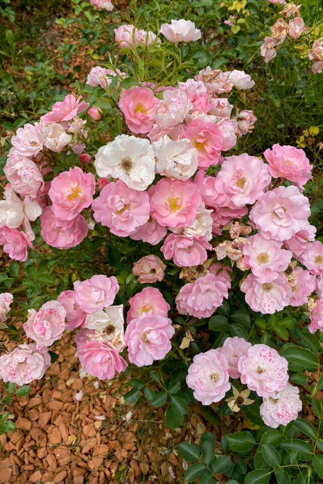 Fertilizing Roses in Spring for Stunning Blooms (& Bonus Tip for More ...
