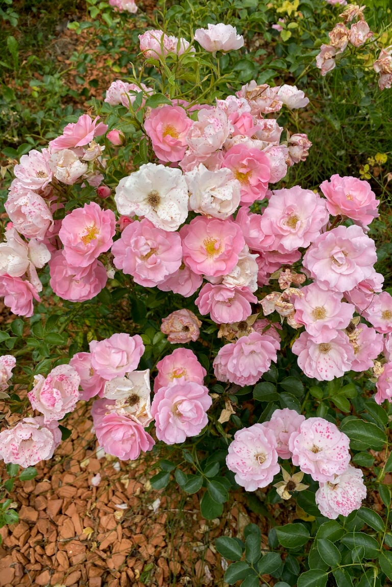 Fertilizing Roses in Spring for Stunning Blooms (& Bonus Tip for More ...