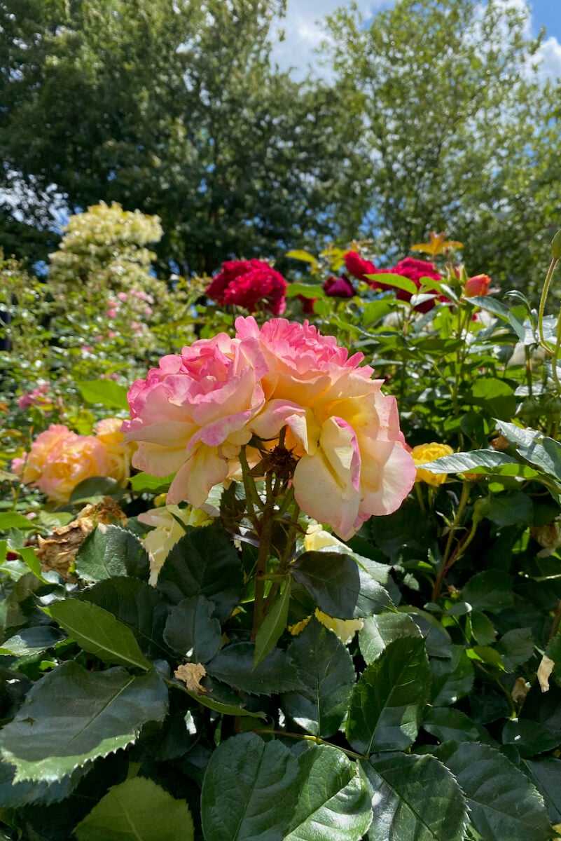 Fertilizing Roses in Spring for Stunning Blooms (& Bonus Tip for More ...