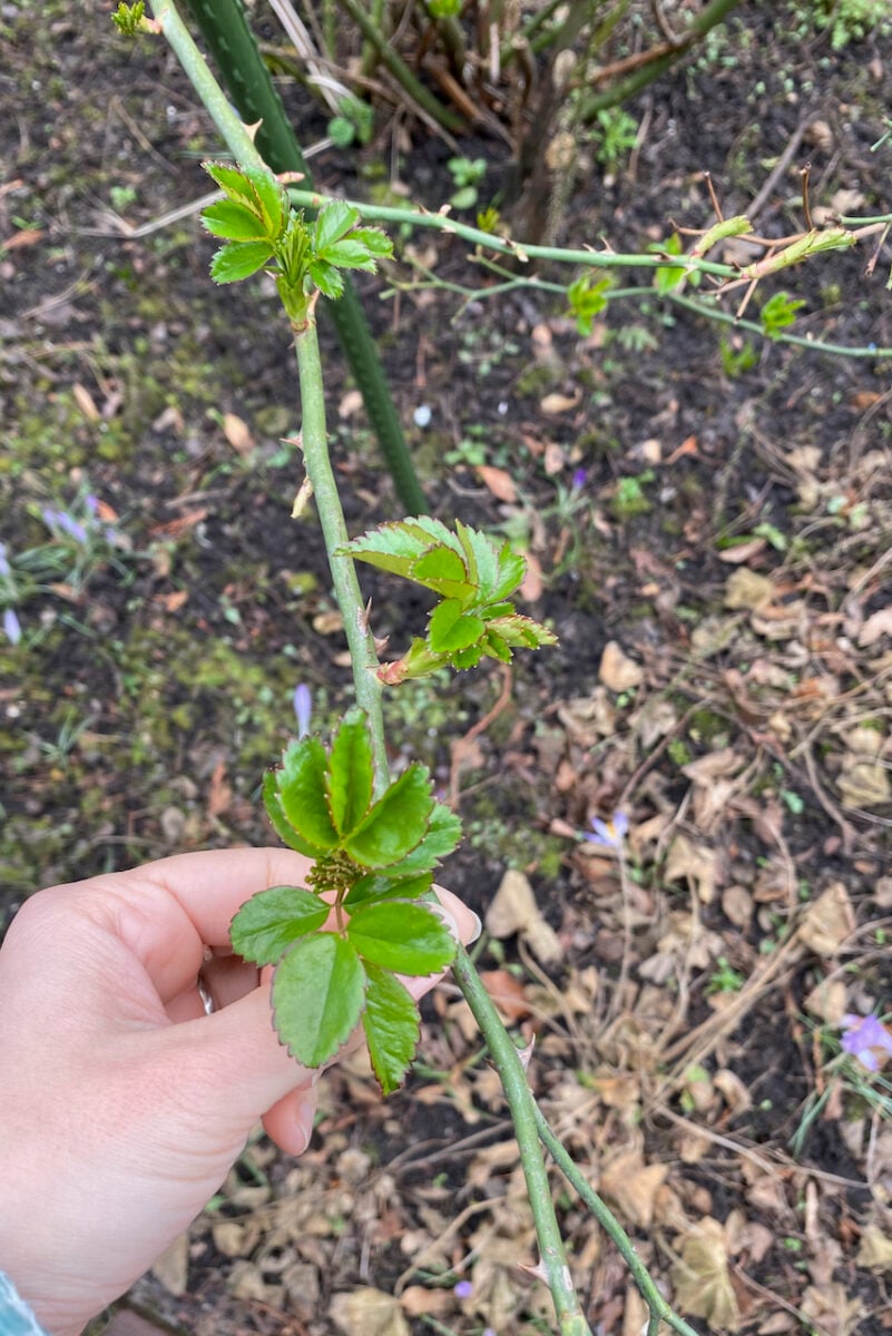 Fertilizing Roses in Spring for Stunning Blooms (& Bonus Tip for More ...