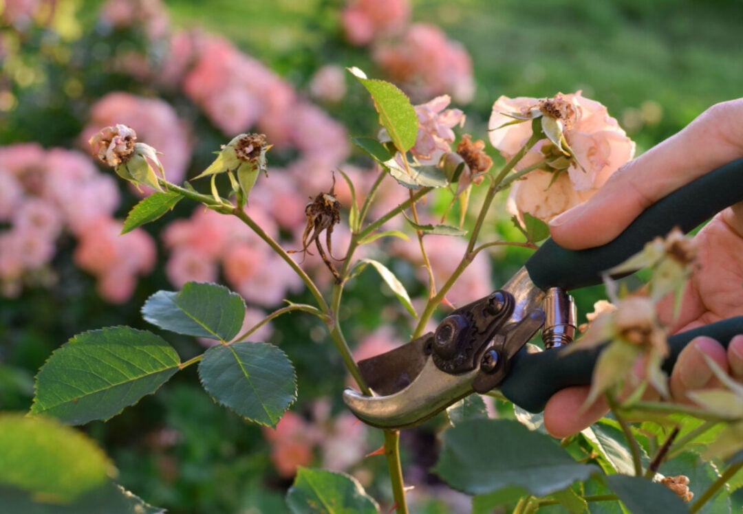 Fertilizing Roses in Spring for Stunning Blooms (& Bonus Tip for More ...