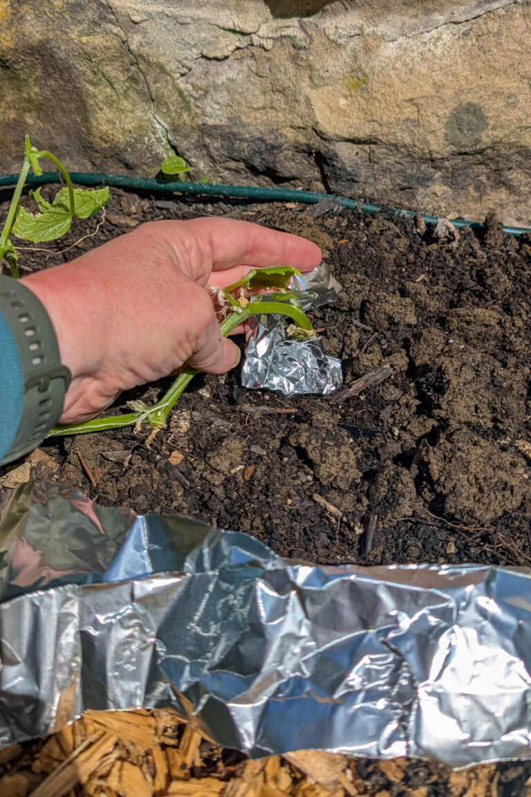 It's Time to Wrap Your Cucumber & Squash Stems in Aluminum Foil