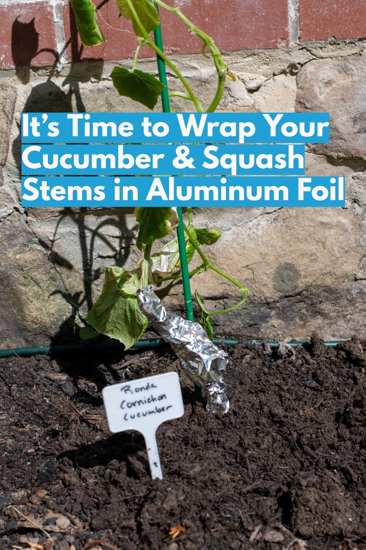 It's Time to Wrap Your Cucumber & Squash Stems in Aluminum Foil