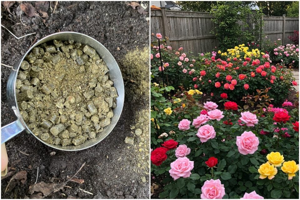 Fertilizing Roses in Spring for Stunning Blooms (& Bonus Tip for More ...