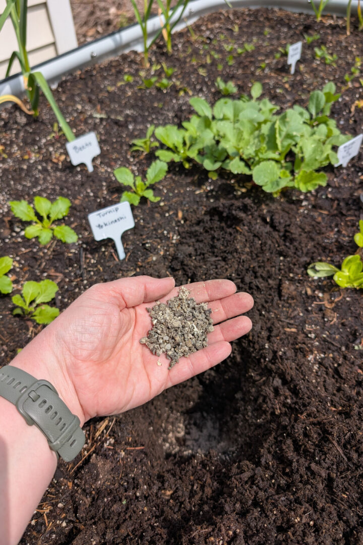 How to Fertilize Tomatoes When You Plant Them for Big Summer Harvests