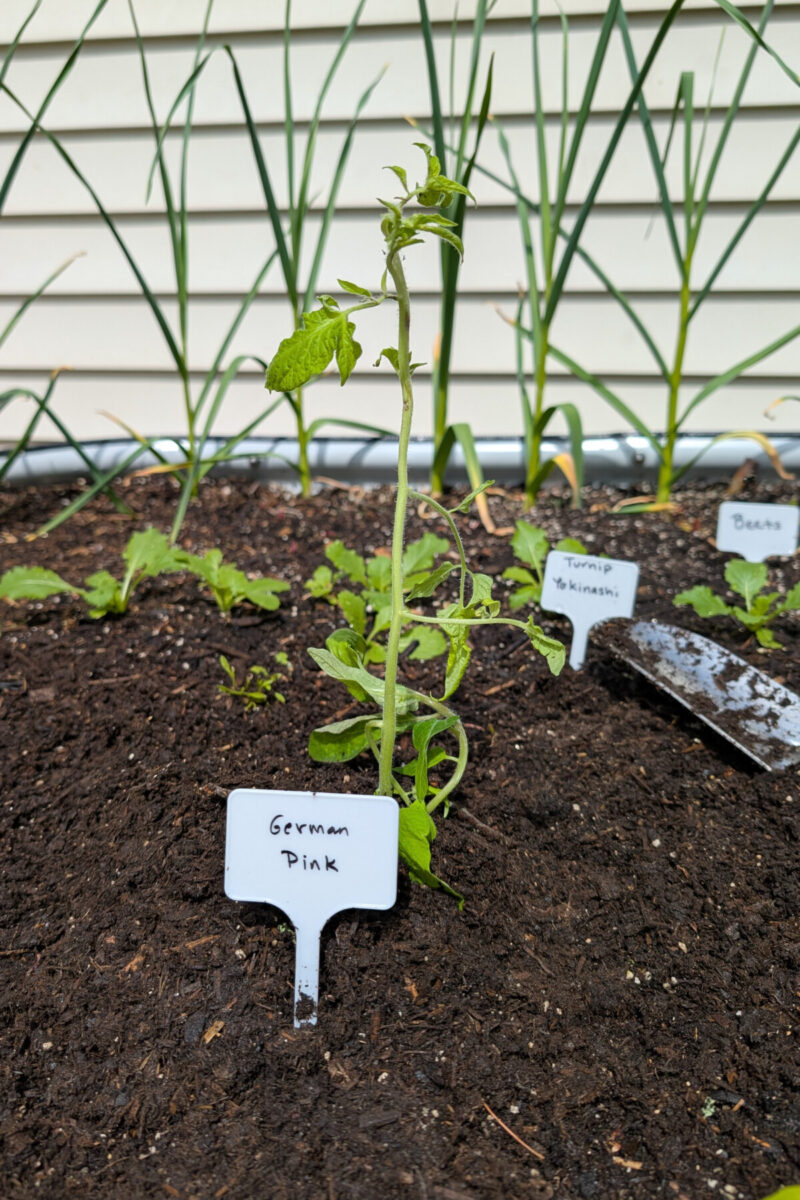 How to Fertilize Tomatoes When You Plant Them for Big Summer Harvests