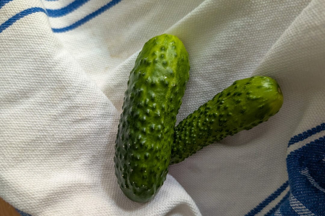 It's Time to Wrap Your Cucumber & Squash Stems in Aluminum Foil