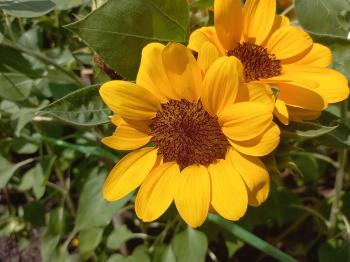7 Things Every Sunflower Grower Needs To Know + 7 Wild Facts