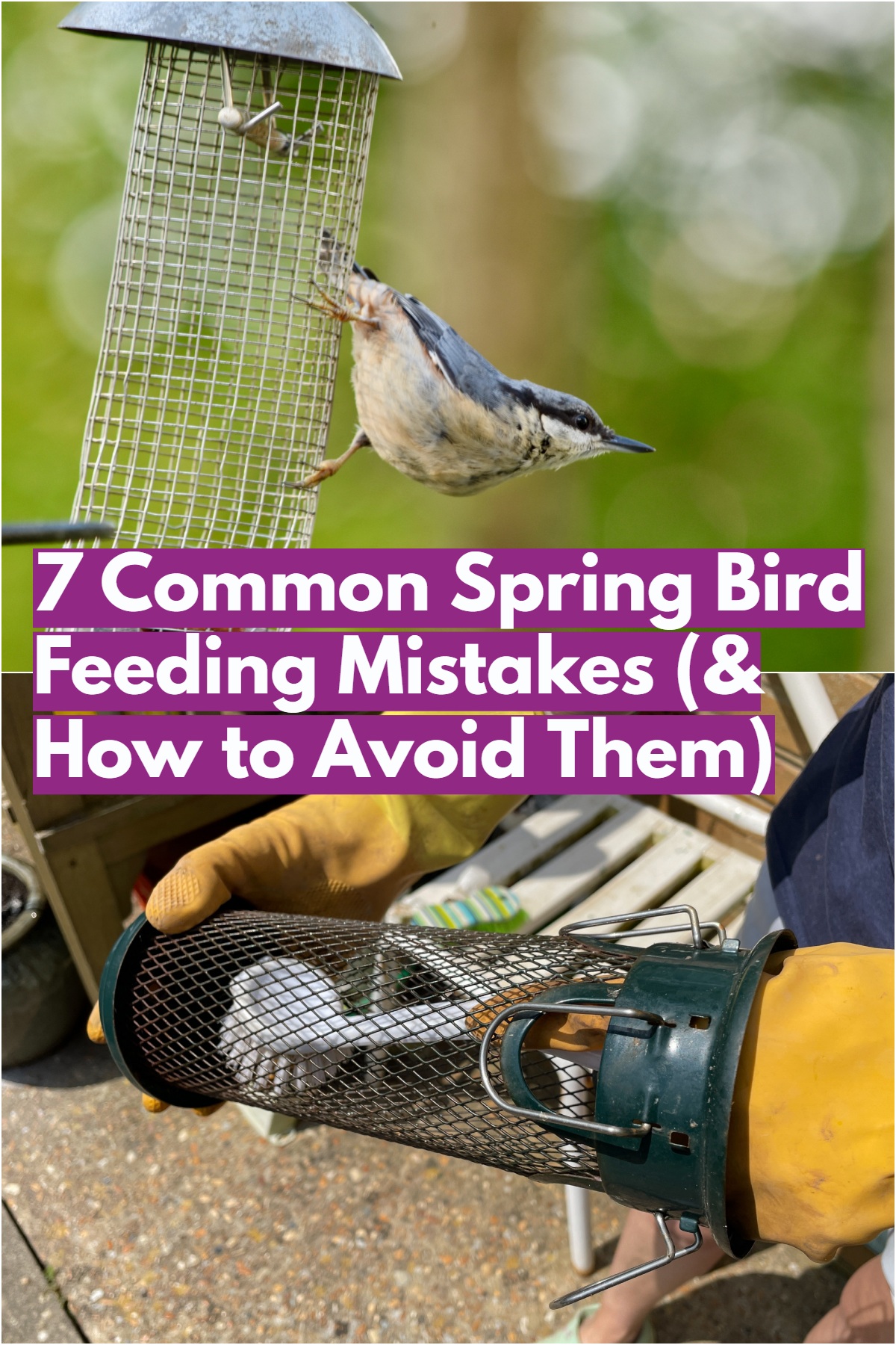 7 Common Spring Bird Feeding Mistakes (and How to Avoid Them)