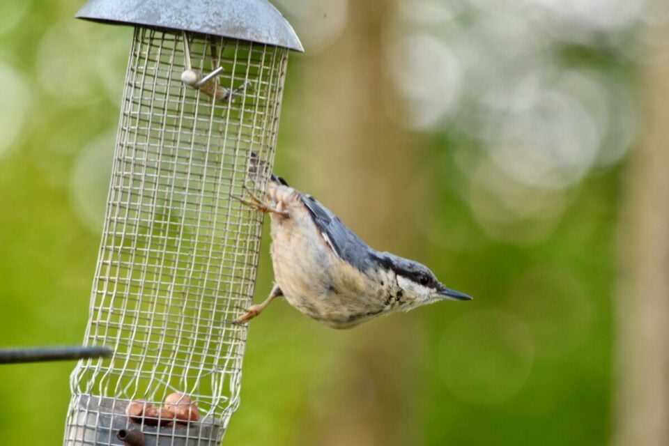 7 Common Spring Bird Feeding Mistakes (and How to Avoid Them)