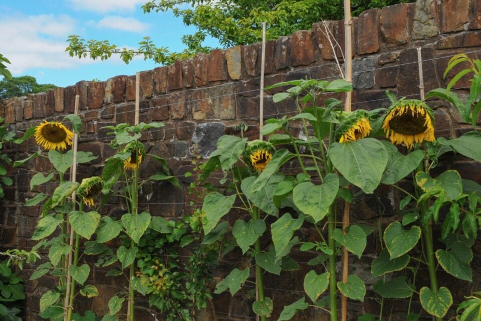 7 Things Every Sunflower Grower Needs To Know + 7 Wild Facts