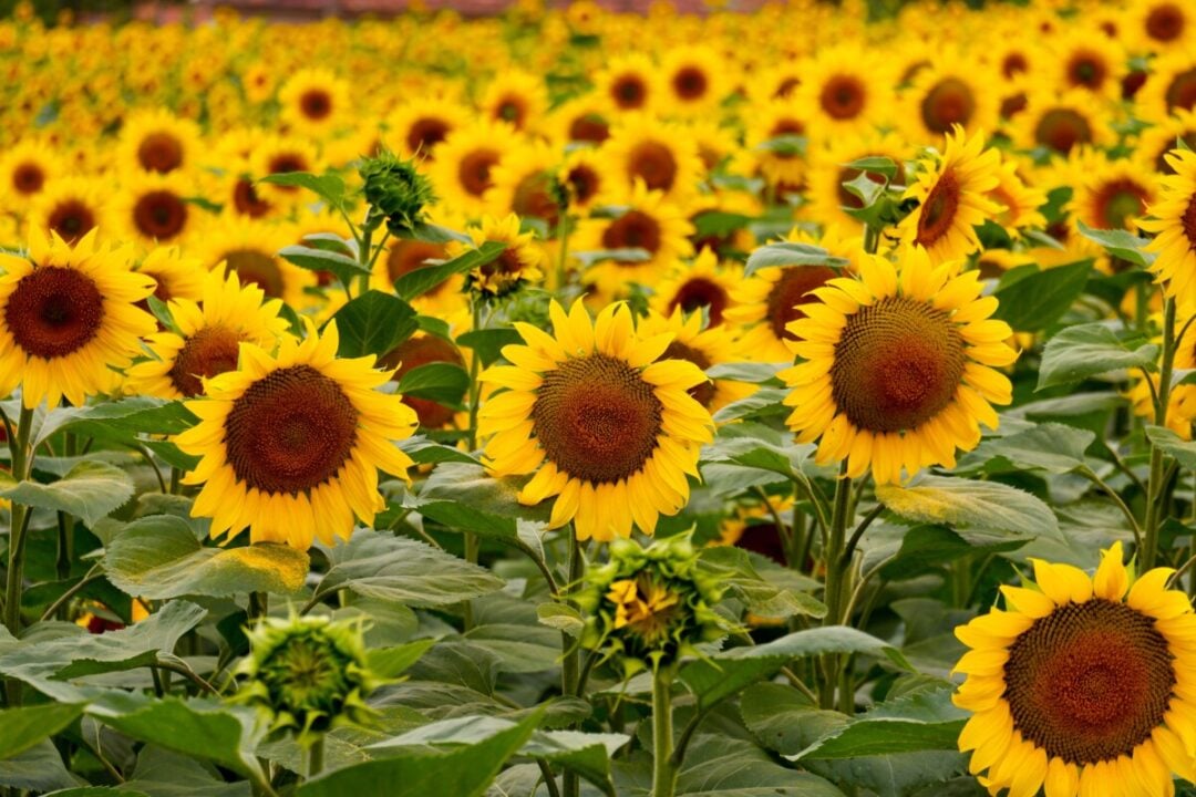 7 Things Every Sunflower Grower Needs To Know + 7 Wild Facts