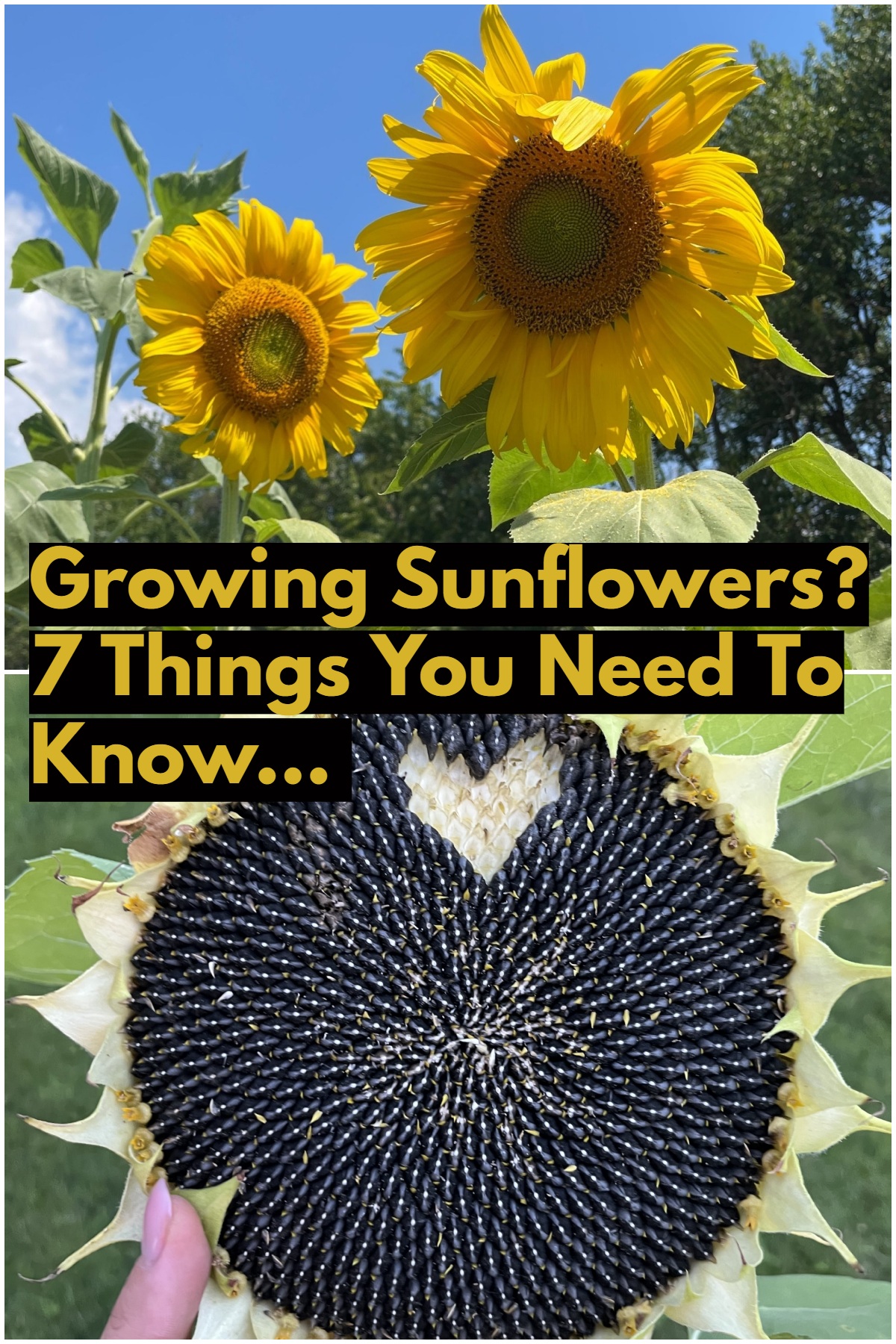 7 Things Every Sunflower Grower Needs To Know + 7 Wild Facts