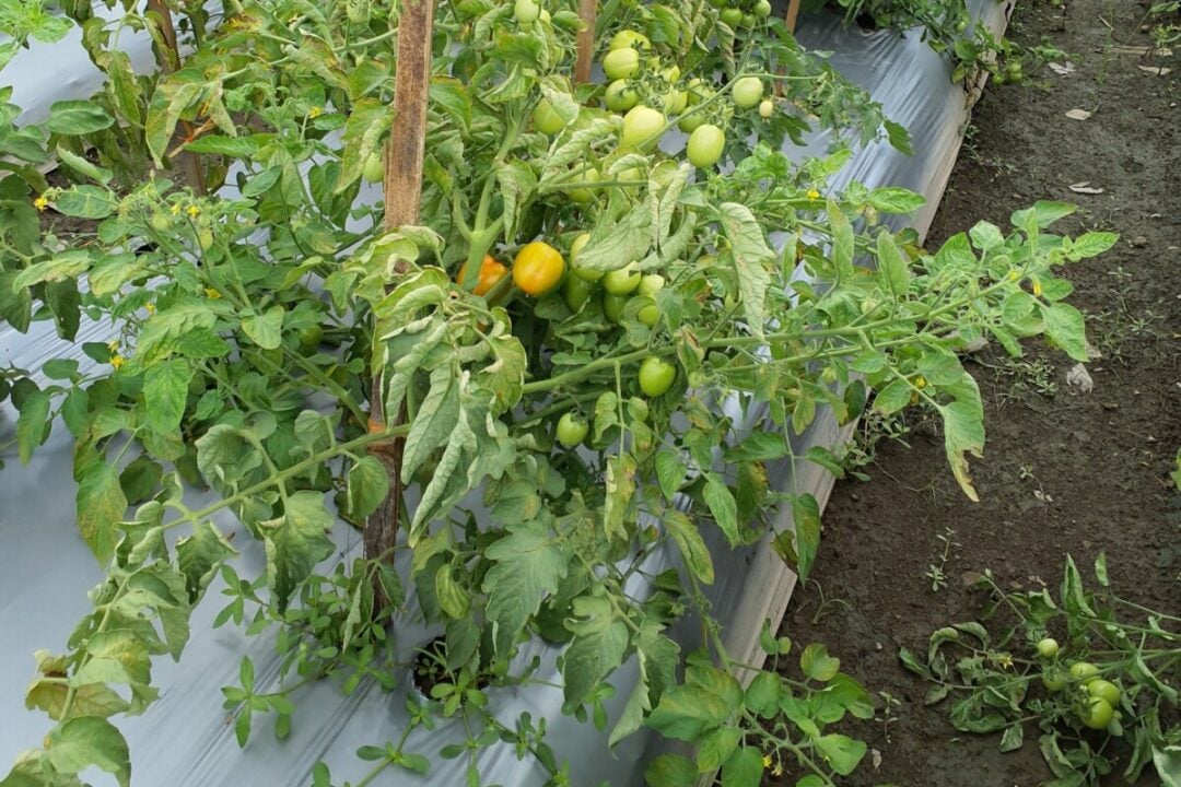 5 Things Never to Do to Determinate (Bush) Tomatoes