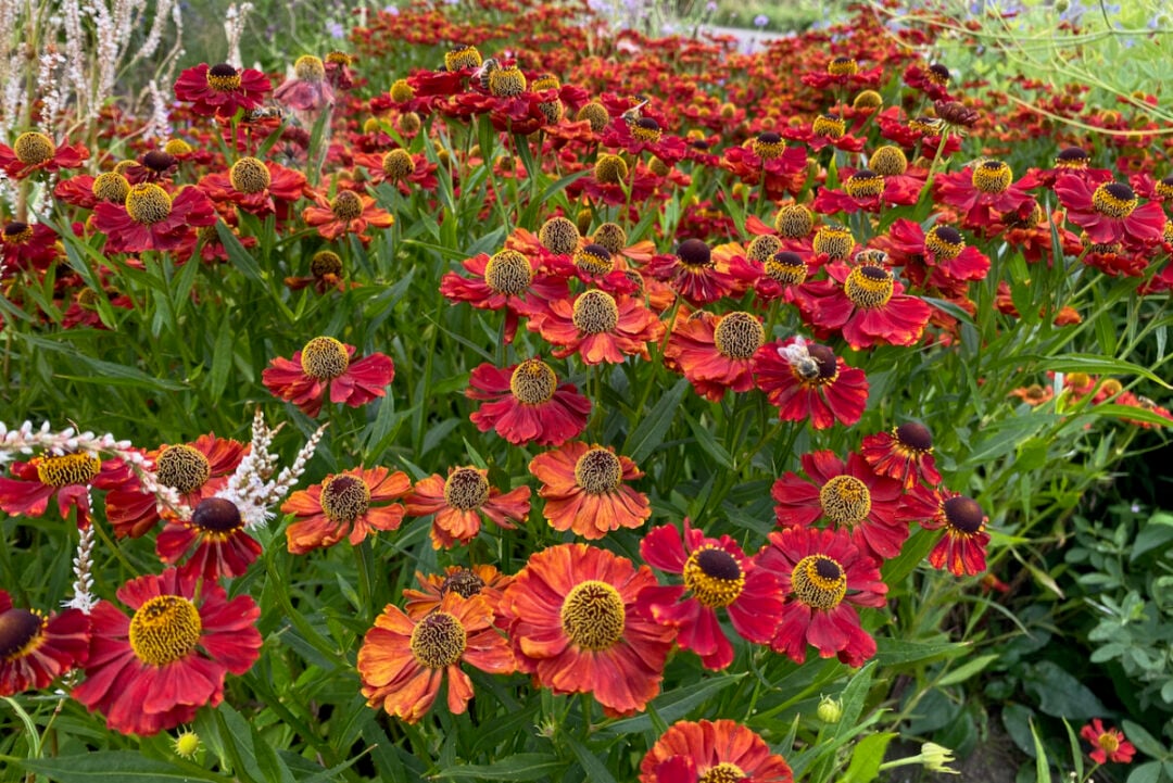 12 Popular Perennials You Should Never Fertilize