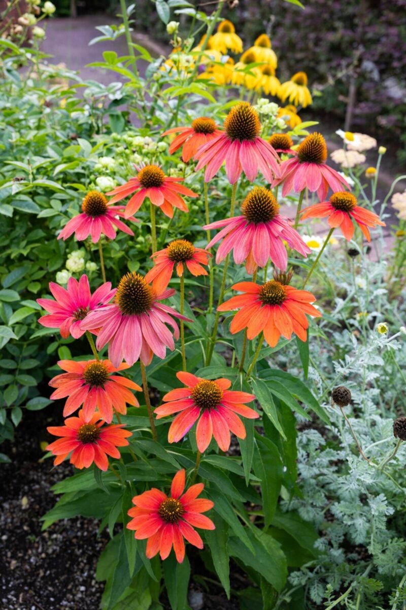 The Chelsea Chop - 28 Perennials You Need To Prune In Late Spring