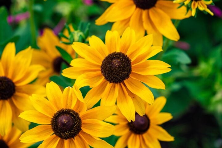 The Chelsea Chop - 28 Perennials You Need To Prune In Late Spring