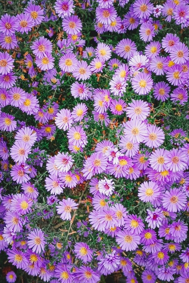 The Chelsea Chop - 28 Perennials You Need To Prune In Late Spring