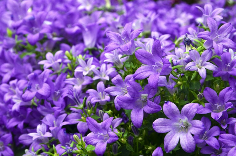 The Chelsea Chop - 28 Perennials You Need To Prune In Late Spring