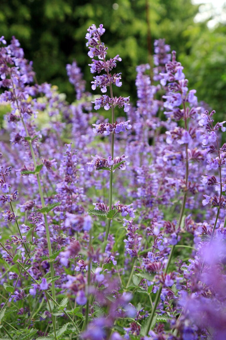 The Chelsea Chop - 28 Perennials You Need To Prune In Late Spring