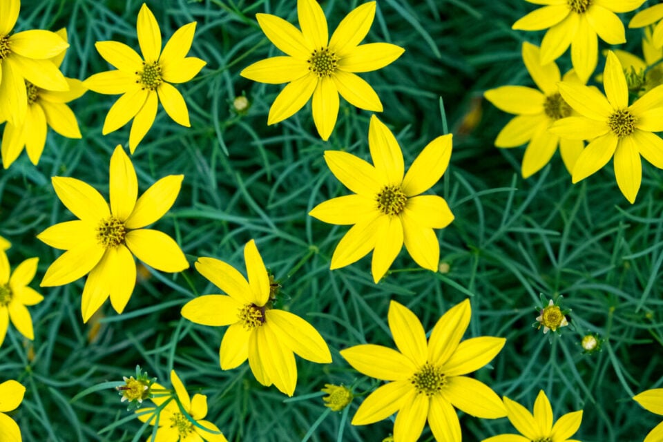 The Chelsea Chop - 28 Perennials You Need To Prune In Late Spring