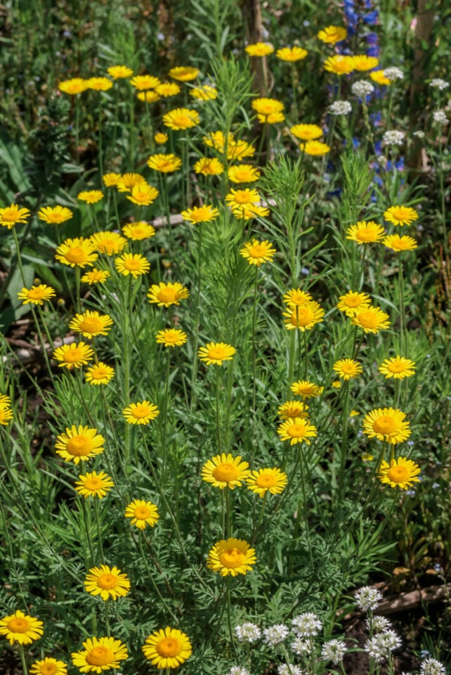 The Chelsea Chop - 28 Perennials You Need To Prune In Late Spring