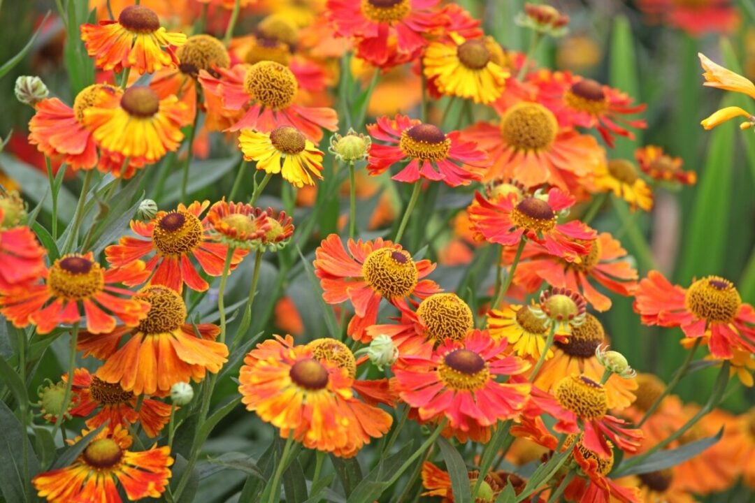 The Chelsea Chop - 28 Perennials You Need To Prune In Late Spring