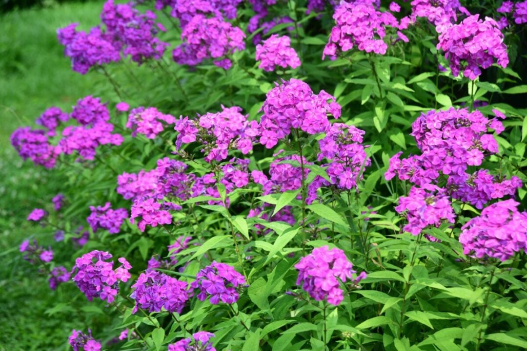 The Chelsea Chop - 28 Perennials You Need To Prune In June