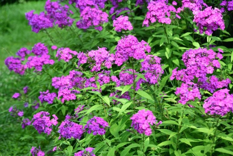 The Chelsea Chop - 28 Perennials You Need To Prune In Late Spring
