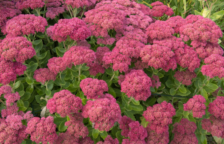 The Chelsea Chop - 28 Perennials You Need To Prune In Late Spring