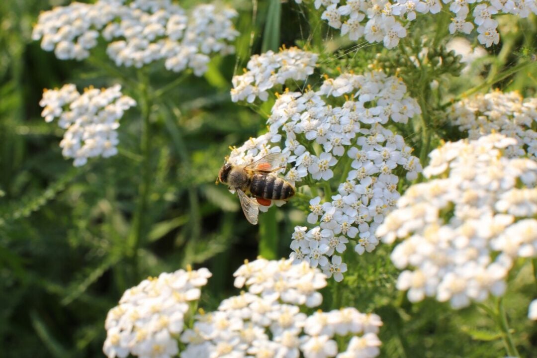 The Chelsea Chop - 28 Perennials You Need To Prune In Late Spring
