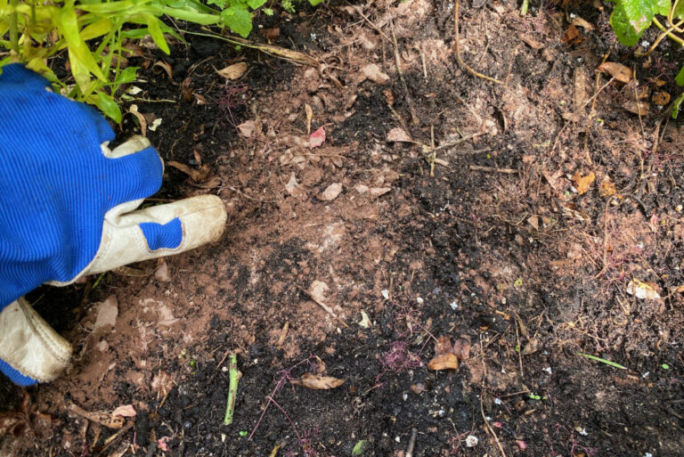 Why You Should Add Volcanic Rock Dust To Your Soil