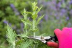 The Chelsea Chop - 28 Perennials You Need To Prune In Late Spring