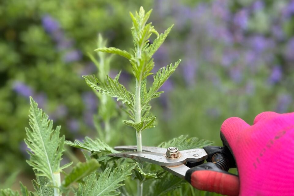 The Chelsea Chop - 28 Perennials You Need To Prune In Late Spring