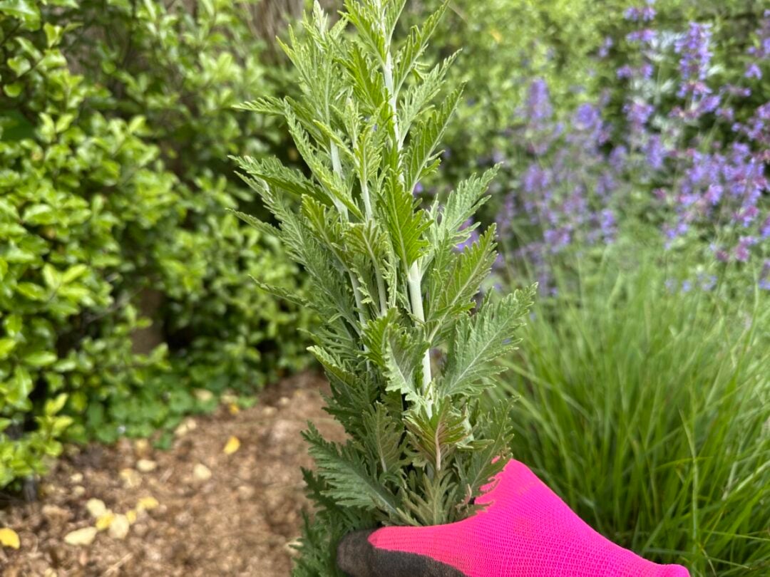 The Chelsea Chop - 28 Perennials You Need To Prune In Late Spring