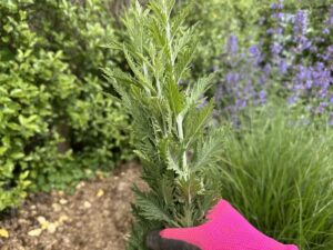 The Chelsea Chop - 28 Perennials You Need To Prune In Late Spring