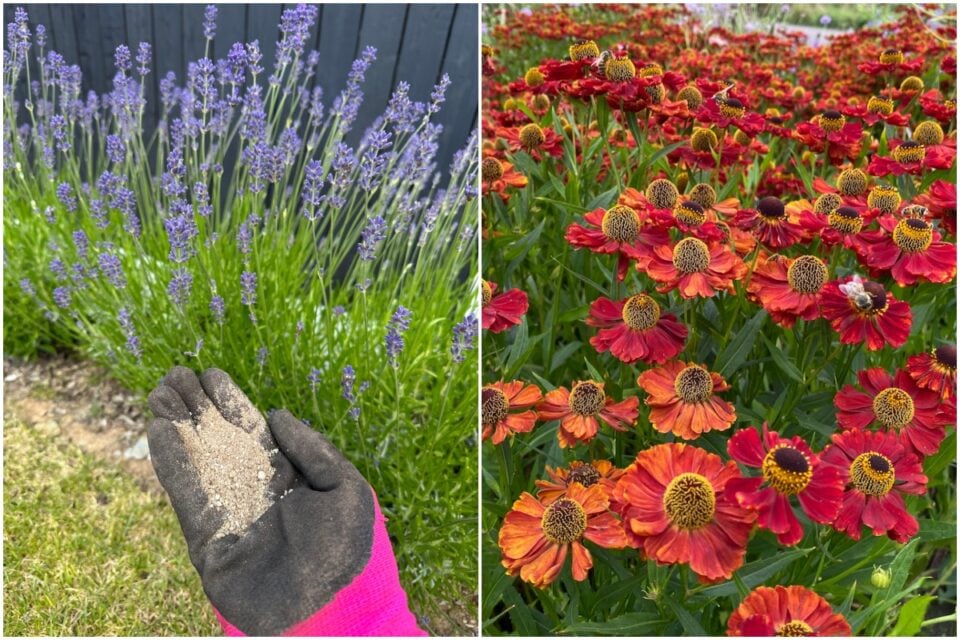 12 Popular Perennials You Should Never Fertilize