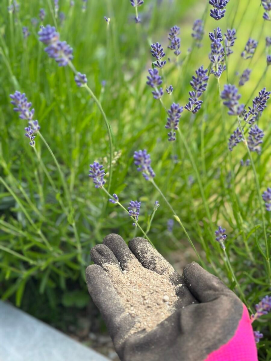 12 Popular Perennials You Should Never Fertilize