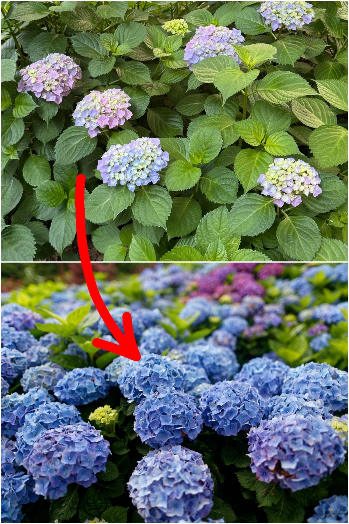 Why Your Hydrangea Isn't Blooming & How To Fix It