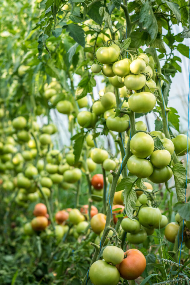 5 Things You Should Never Do to Your Indeterminate Tomatoes
