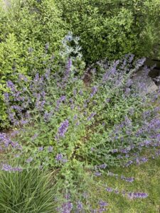 The Chelsea Chop - 28 Perennials You Need To Prune In Late Spring